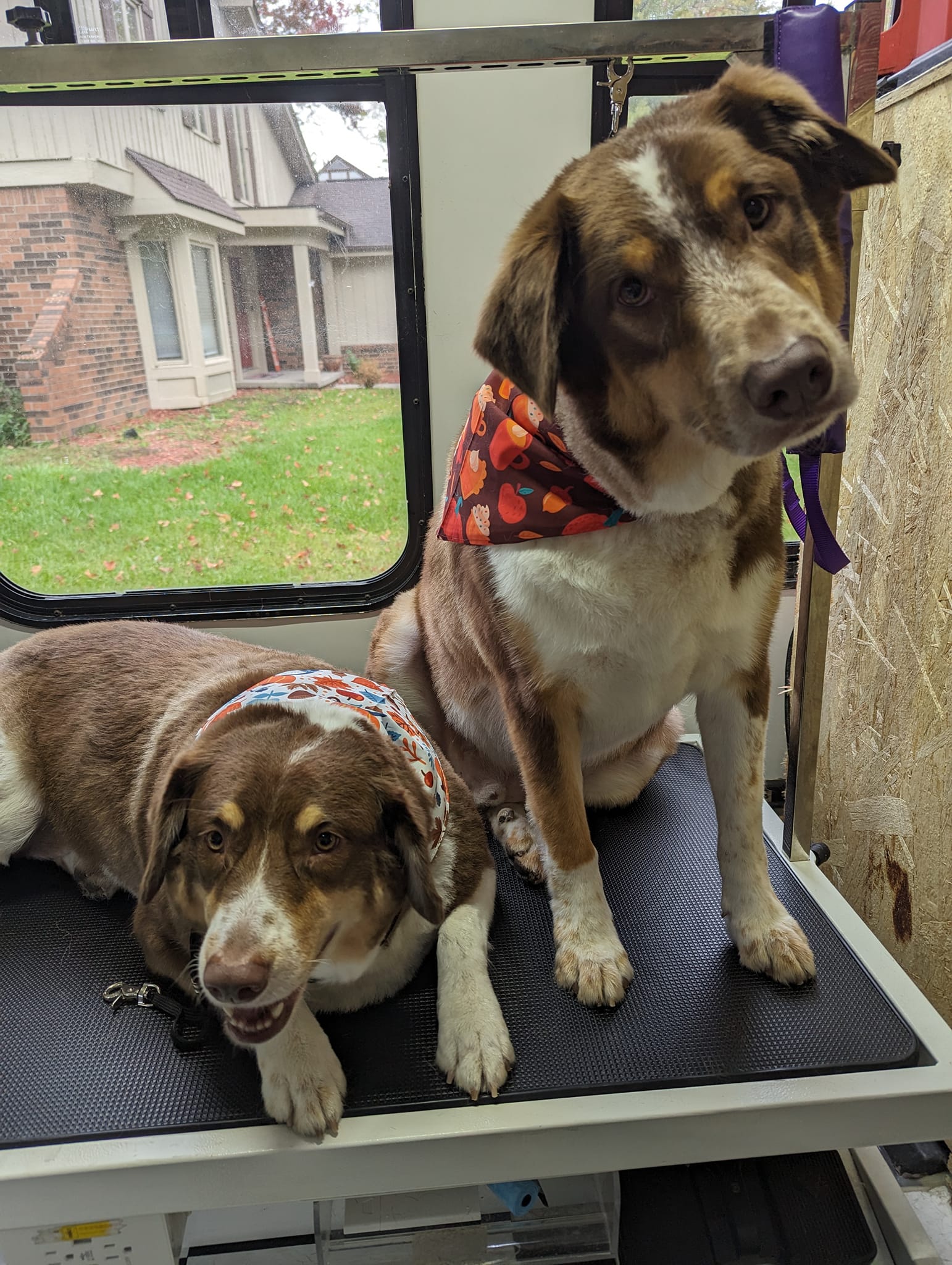 Removing Burs and Debris from Your Dog’s Fur Vroom Grooms, LLC