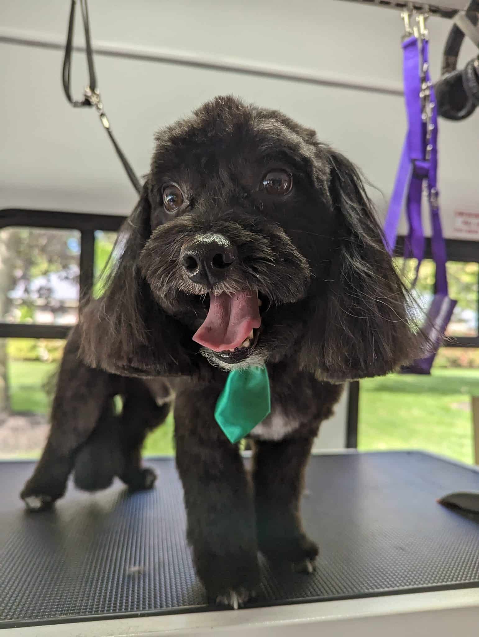 Check Your Brushing Technique with a Comb When Brushing Your Dog ...
