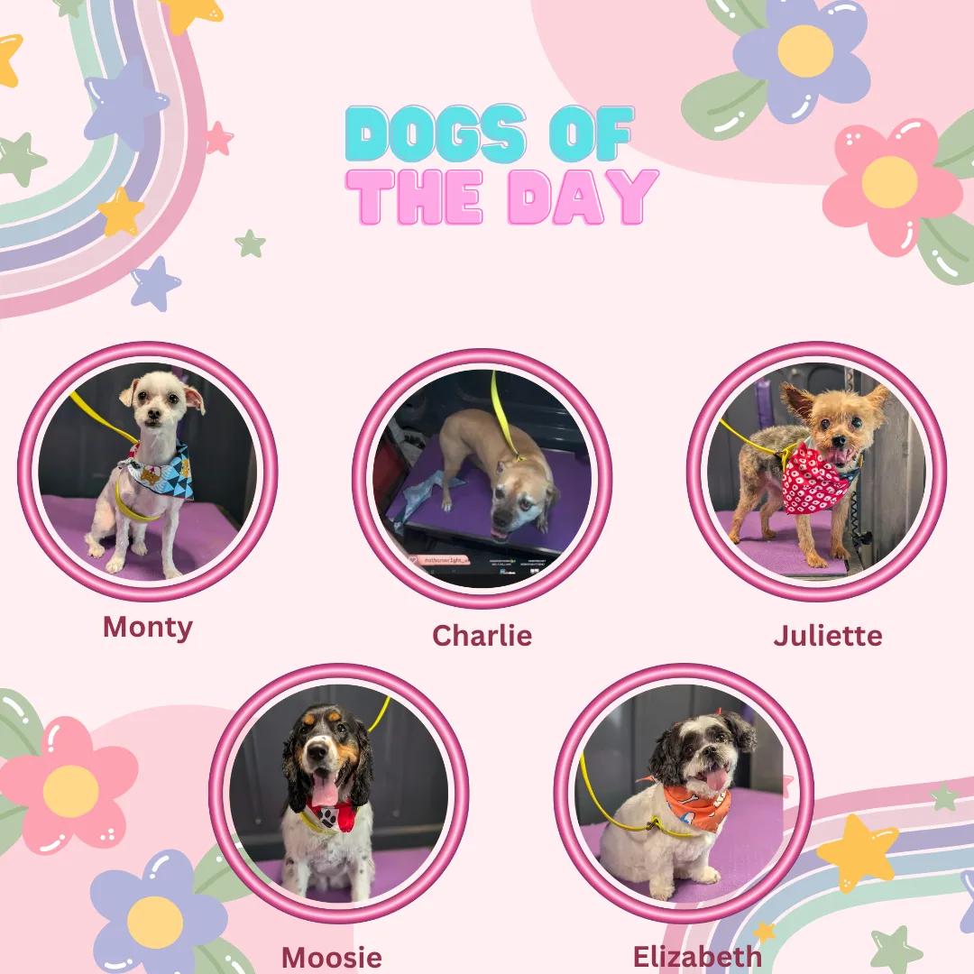 🐾 Another day, another round of paws and personality! Nicole had her ...