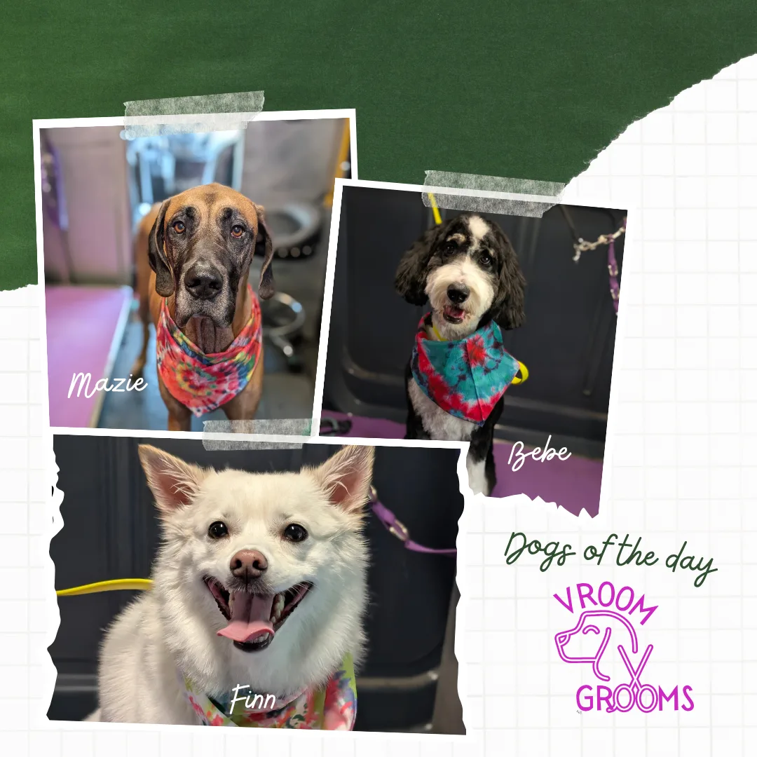 🐾 Vroom Grooms Daily Pupdate! 🐾 Vroom Grooms, LLC