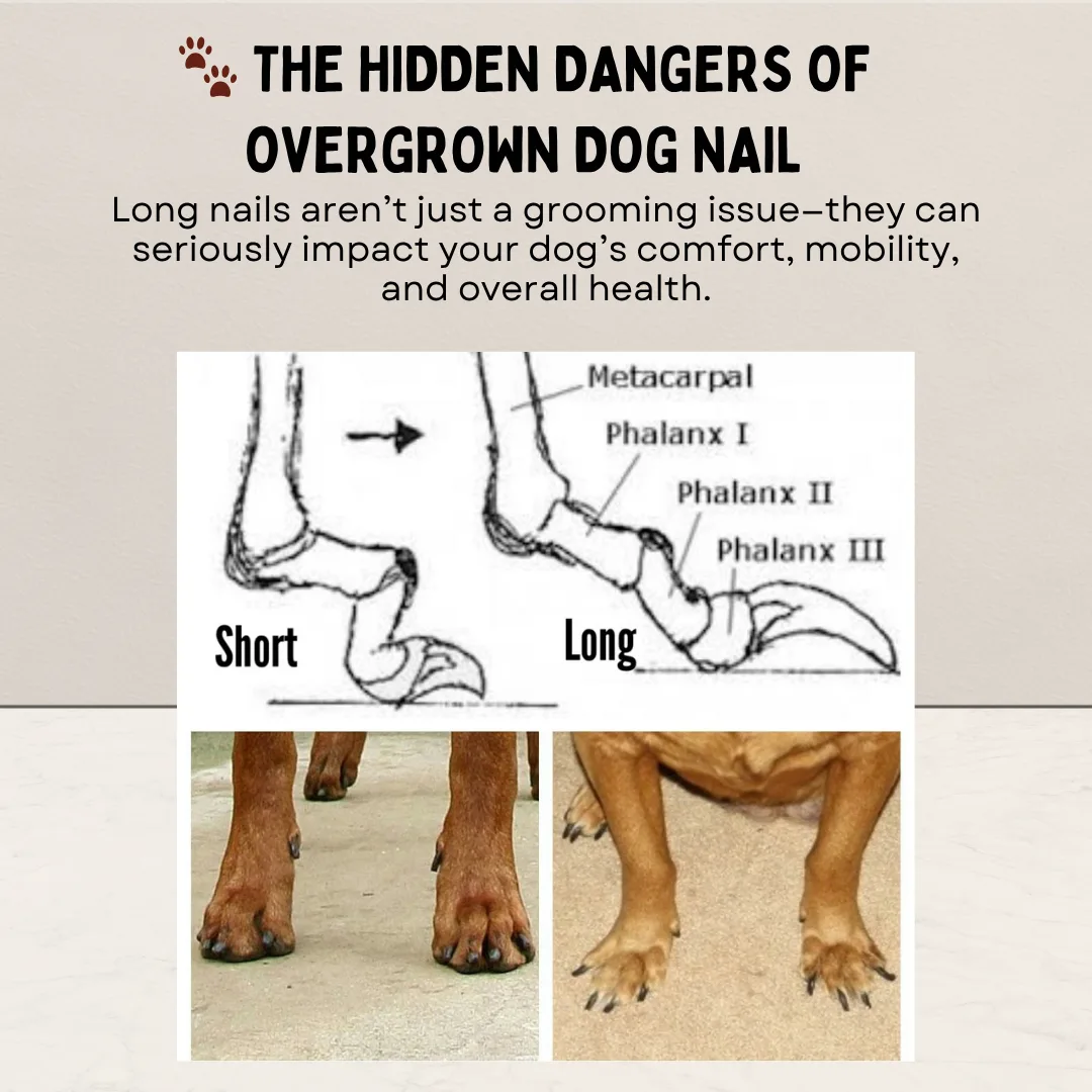 🐾 The Hidden Dangers of Overgrown Dog Nails Vroom Grooms, LLC