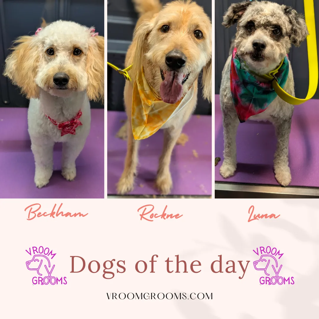 🐾 Dogs of the Day: Courage, Joy, and Growth in Three Fluffy Packages ...