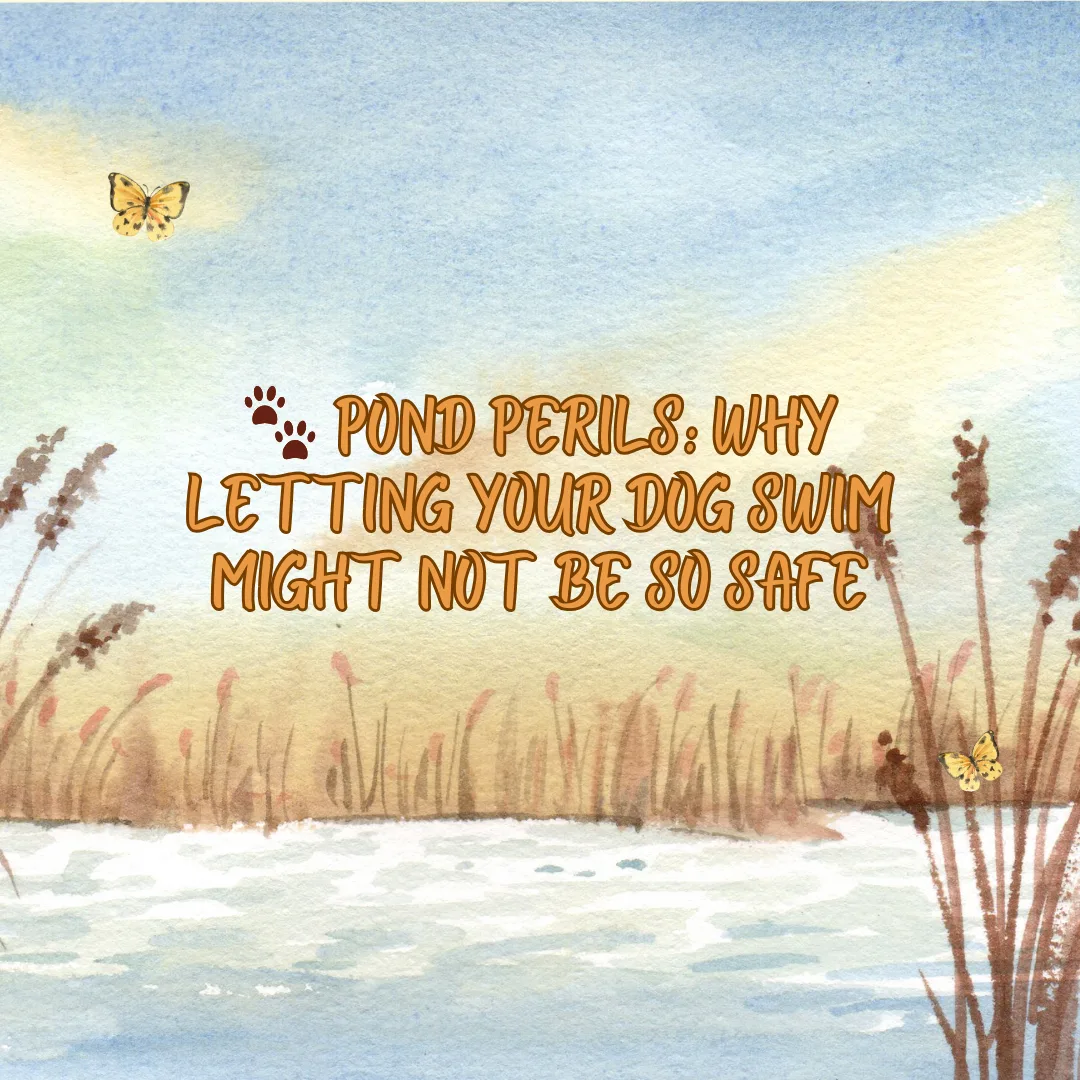 🐾 Pond Perils: Why Letting Your Dog Swim Might Not Be So Safe Vroom ...